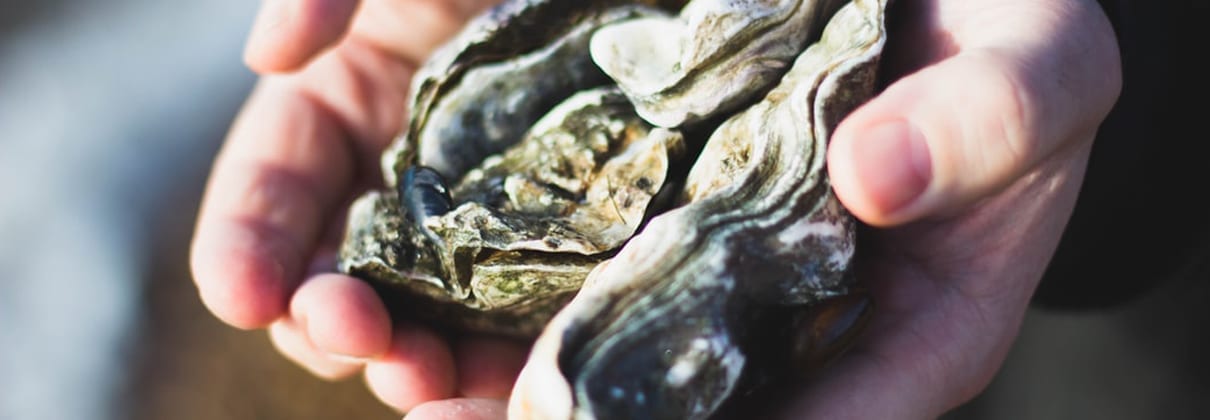 The Role of an Oyster Farmer – Oysters XO